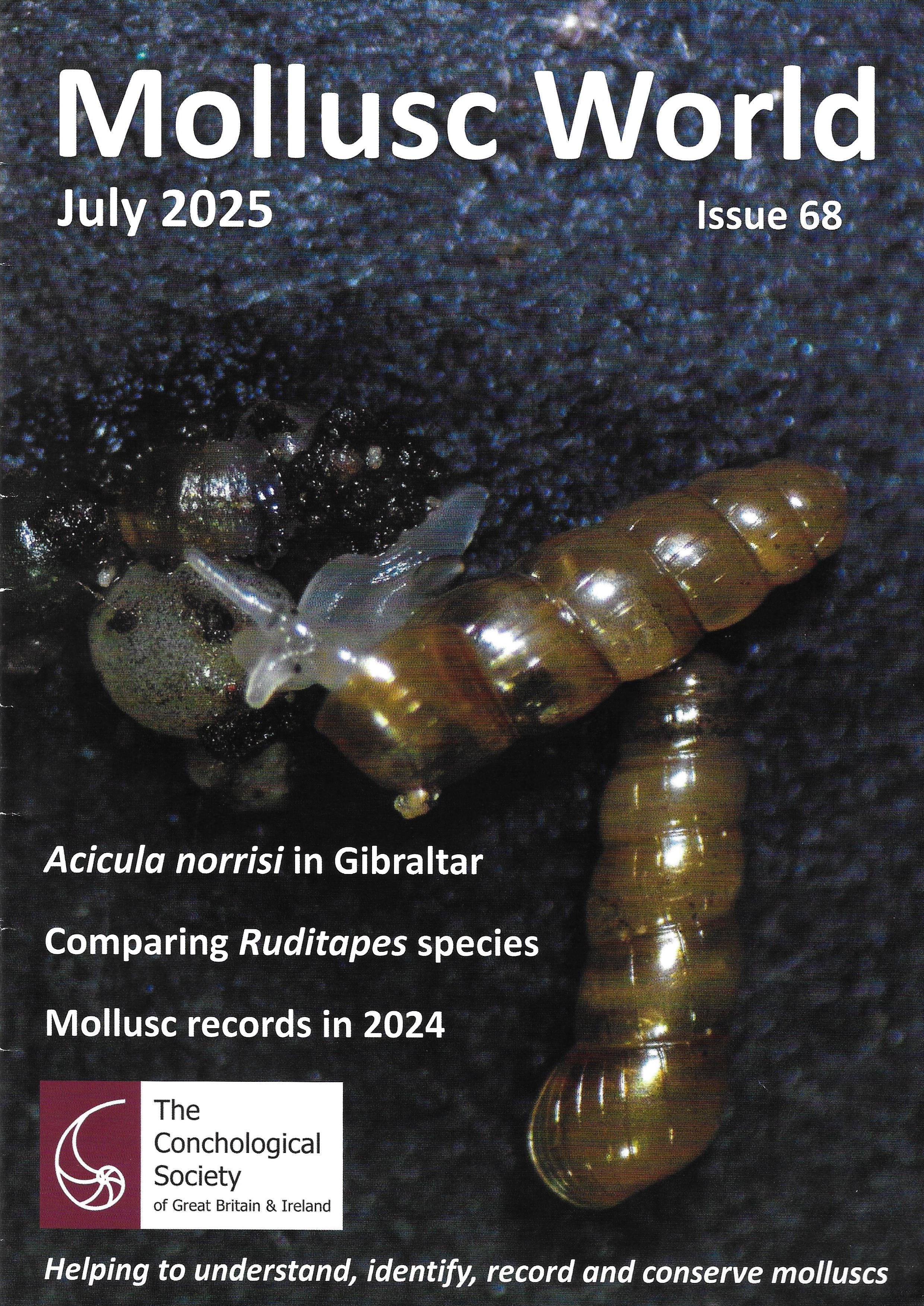 A Minute Rare Snail Found Live in Gibraltar Makes the International ...