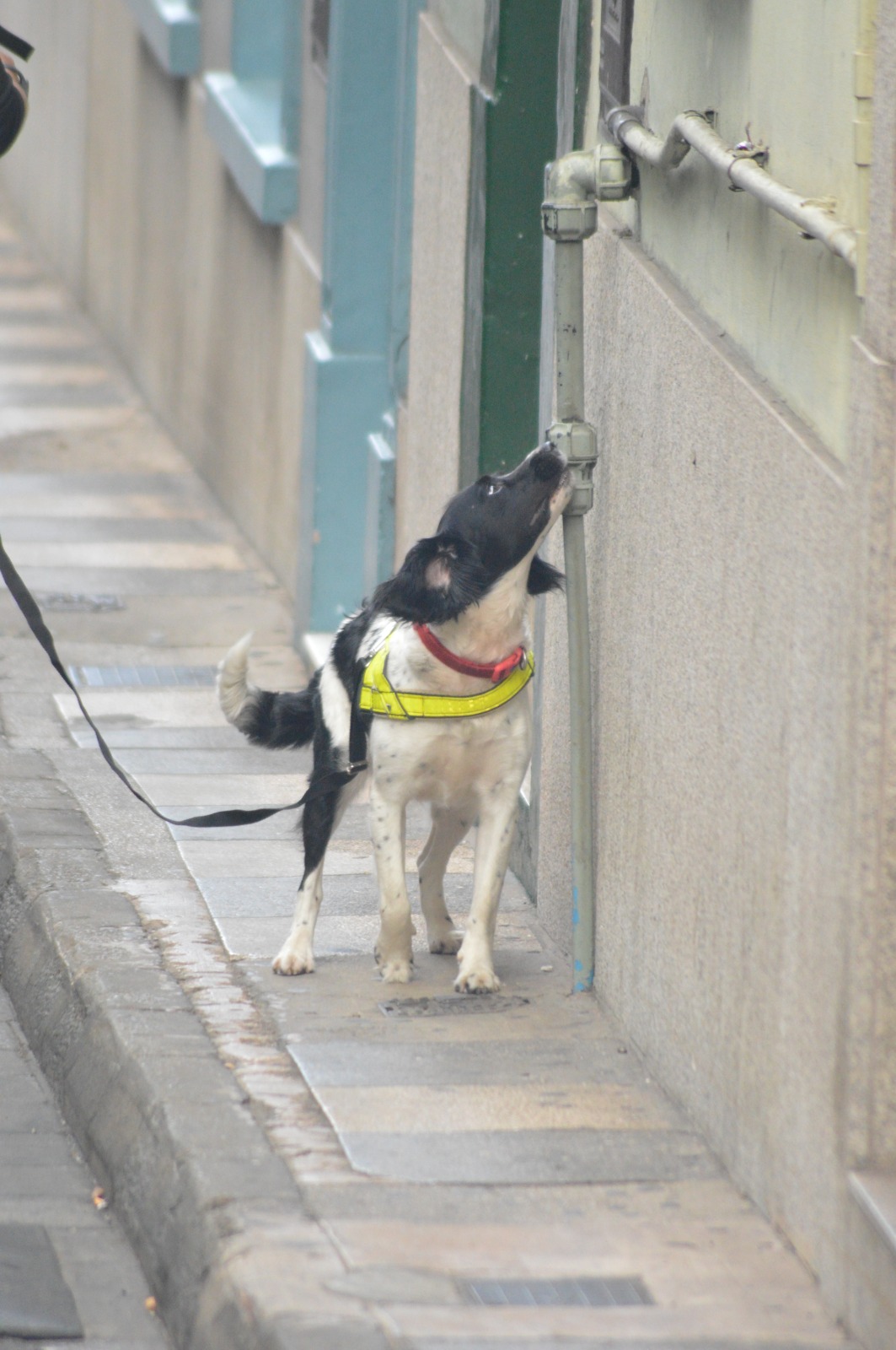 New Additions To The GDP Dog Section - Your Gibraltar TV (YGTV)