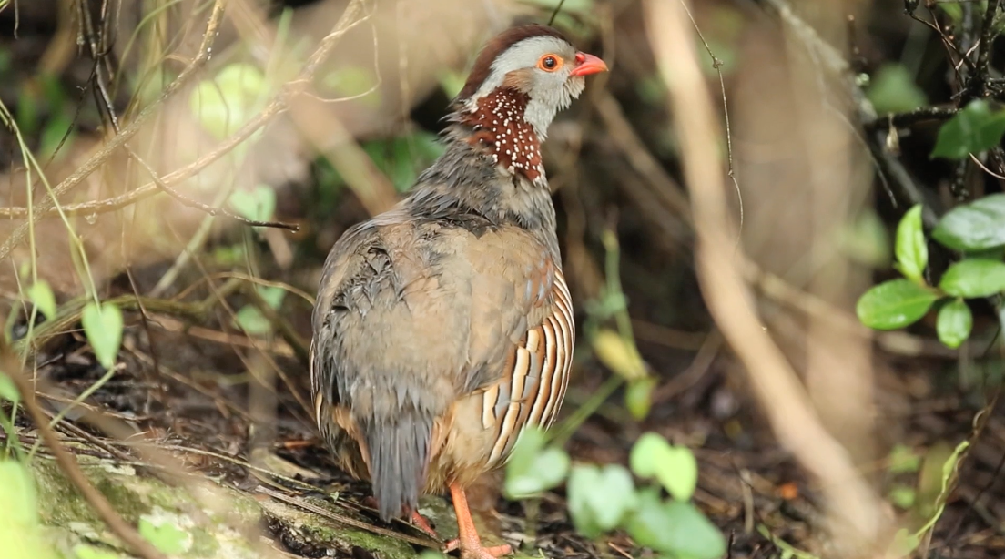 Mar 31 - Wild Rabbits and Barbary Partridges Introduced to Upper Rock ...