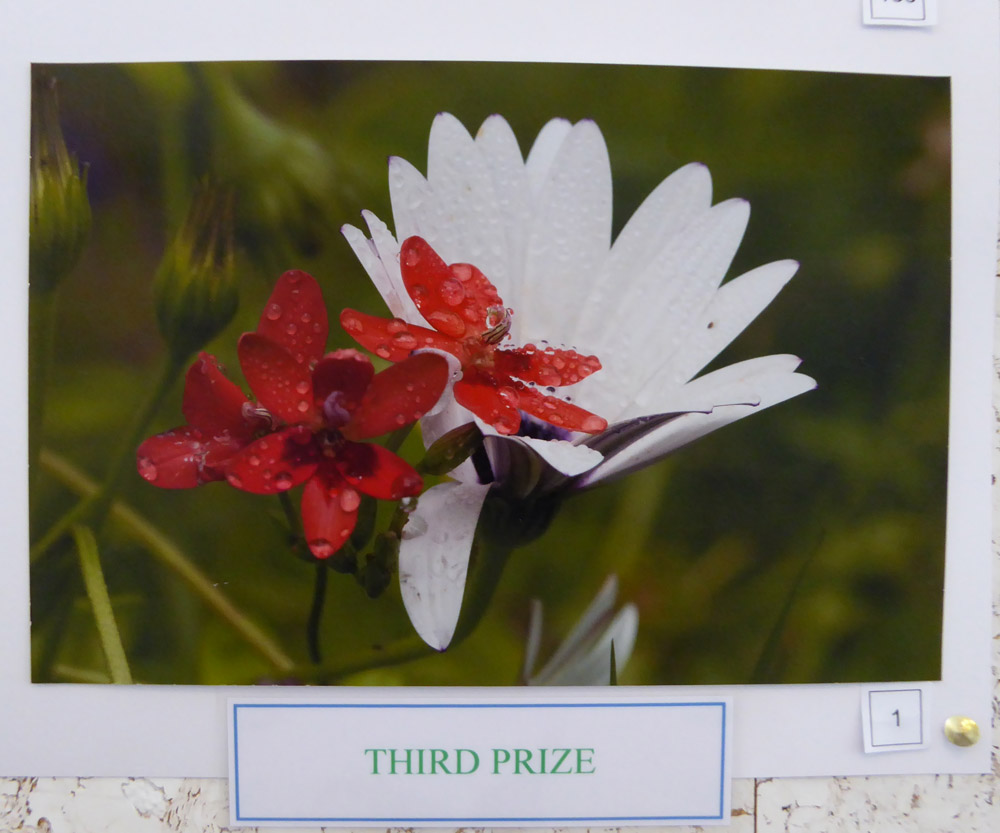 Aug 25 - Mabelle Imossi Wins “Our Gibraltar” Photographic Competition ...
