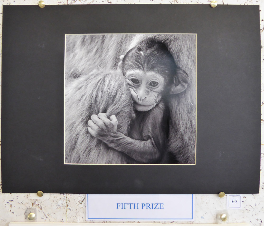 Aug 25 - Mabelle Imossi Wins “Our Gibraltar” Photographic Competition ...