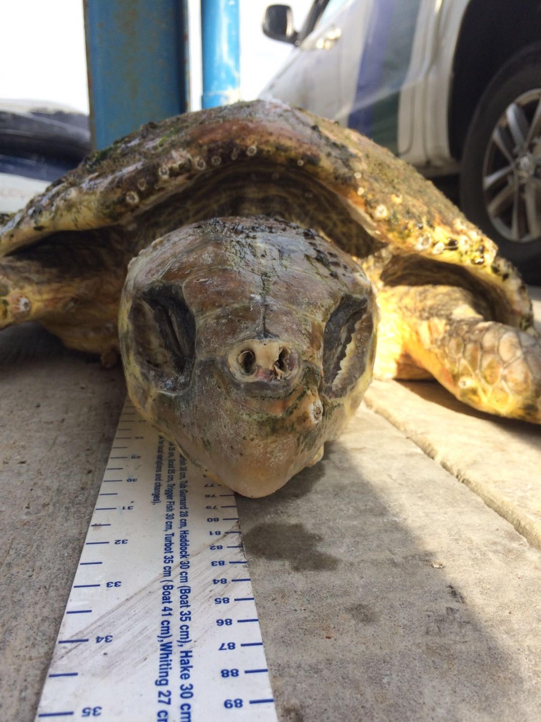 Jan 03 – Two Sea Turtles Washed Ashore - Your Gibraltar TV (YGTV)