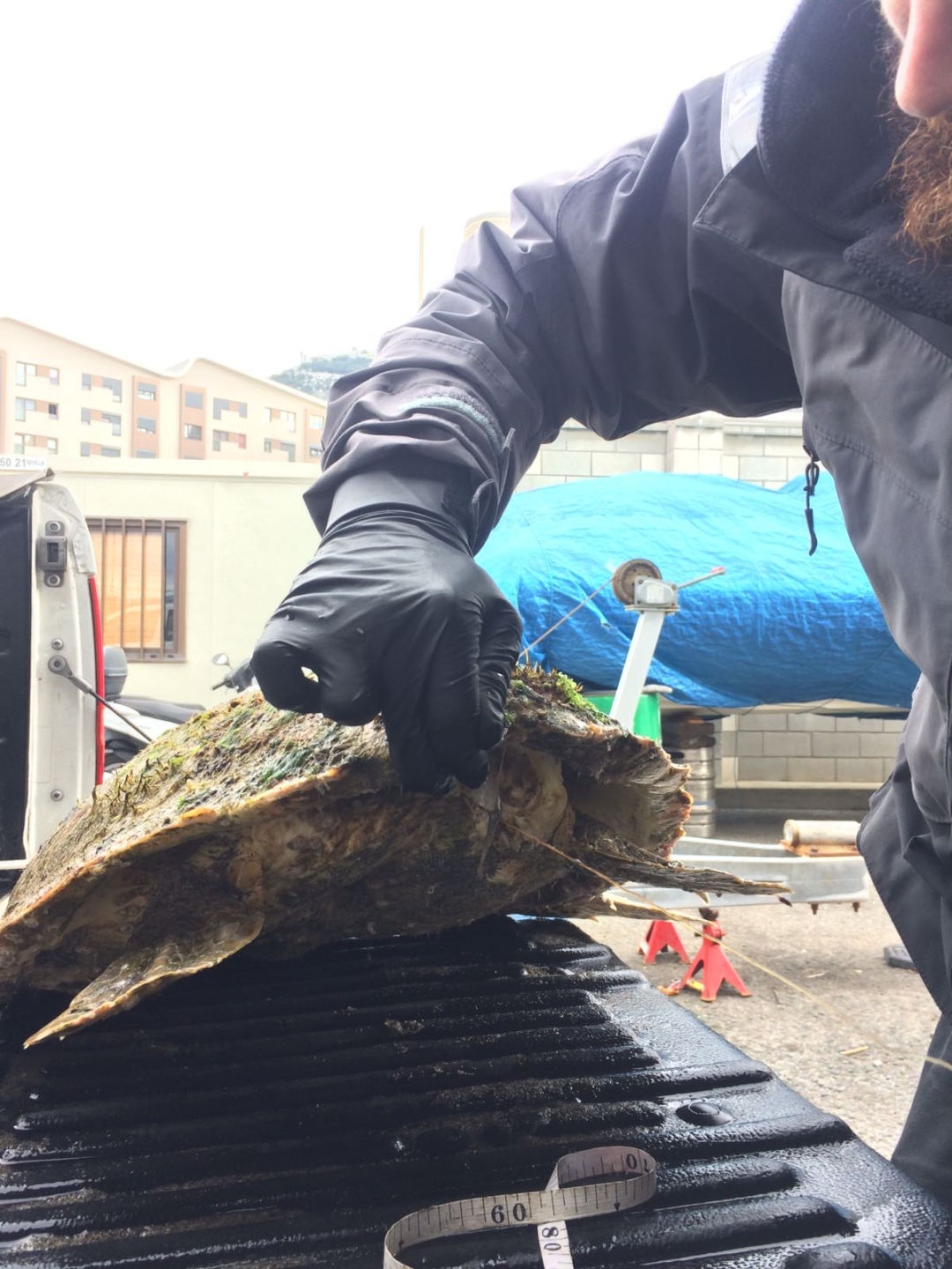 Jan 03 – Two Sea Turtles Washed Ashore - Your Gibraltar TV (YGTV)