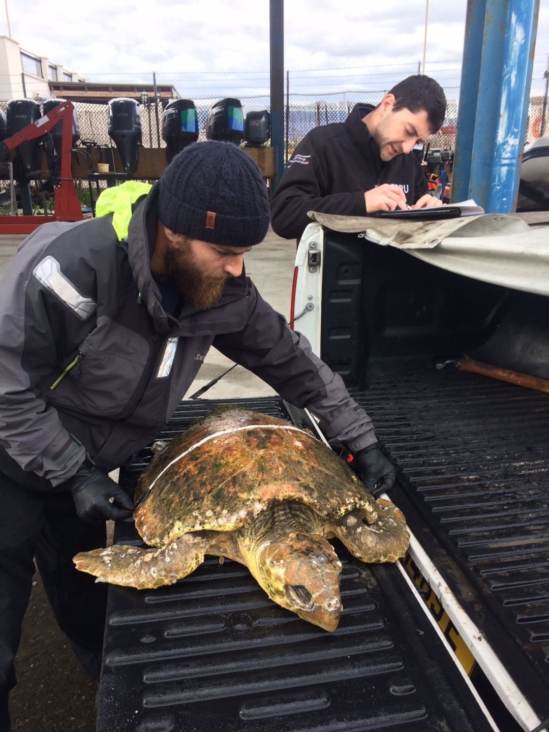 Jan 03 – Two Sea Turtles Washed Ashore - Your Gibraltar TV (YGTV)