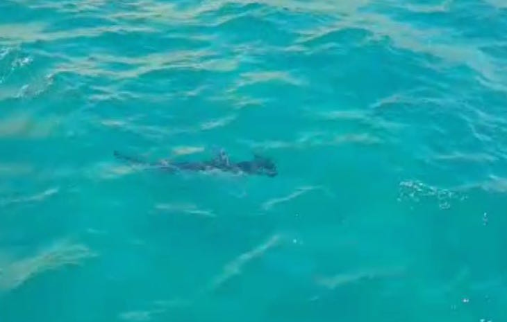 Aug 05 - Hammerhead Shark Sighting Off Sandy Bay - Your Gibraltar TV (YGTV)