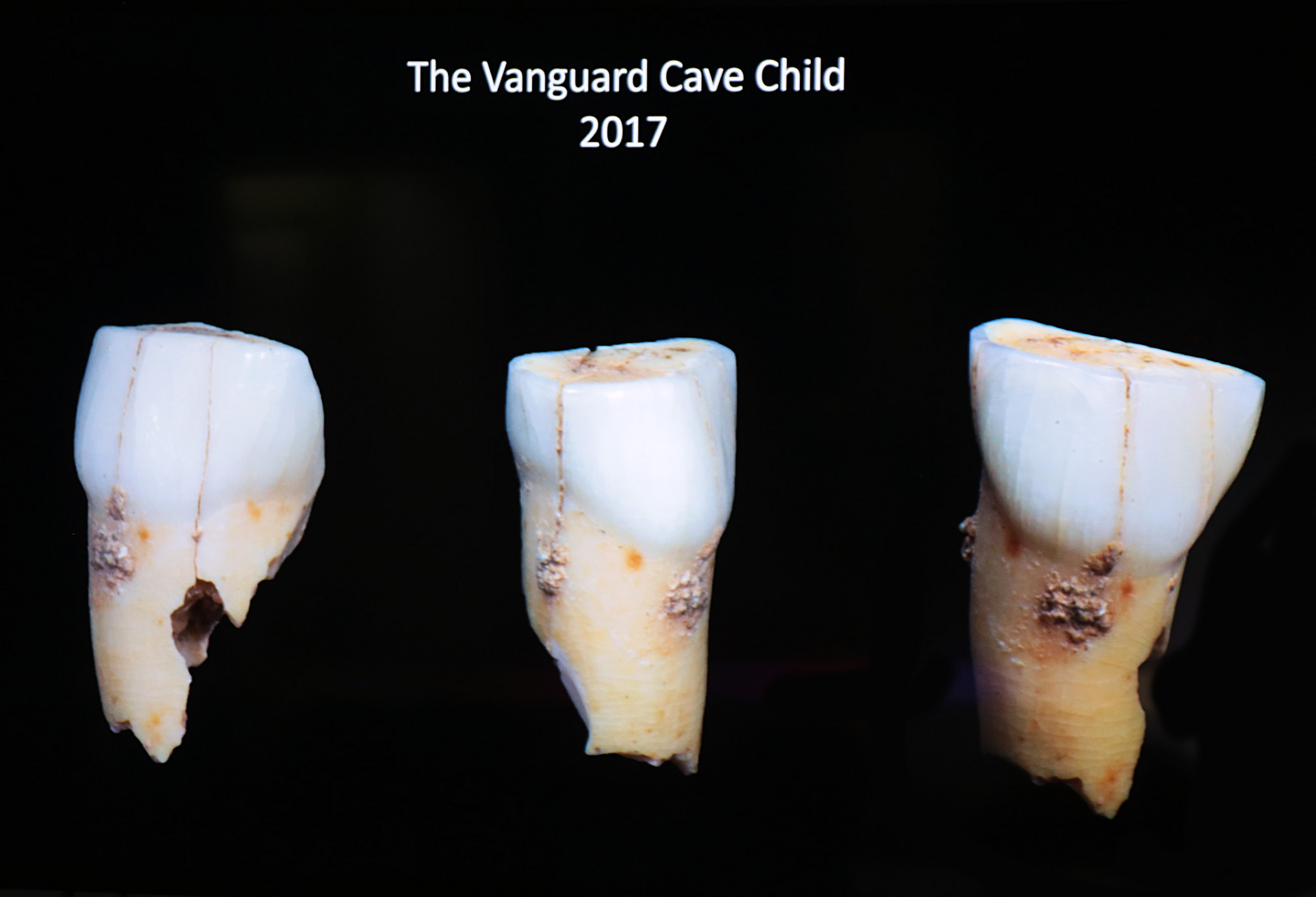 Jul 05 - Neanderthal Child's Tooth Discovered At Vanguard Cave - Your ...