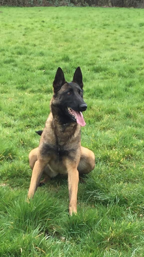 Apr 10 - New Recruits For The GDP Dog Section - Your Gibraltar TV (YGTV)